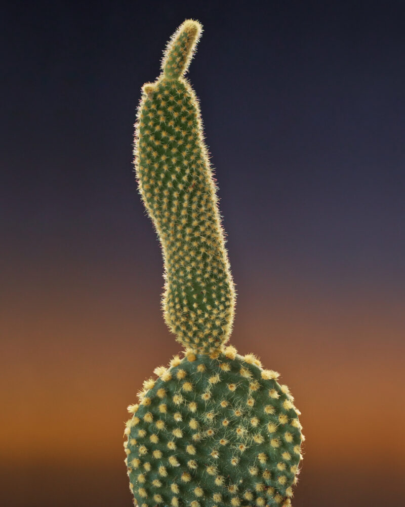 STILL LIFE - Raphaël Lugassy