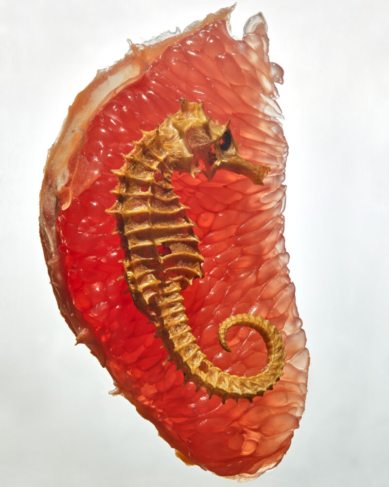 STILL LIFE - Raphaël Lugassy